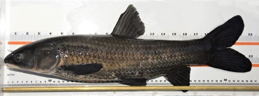 Invasive black carp thriving in the Mississippi River basin ...