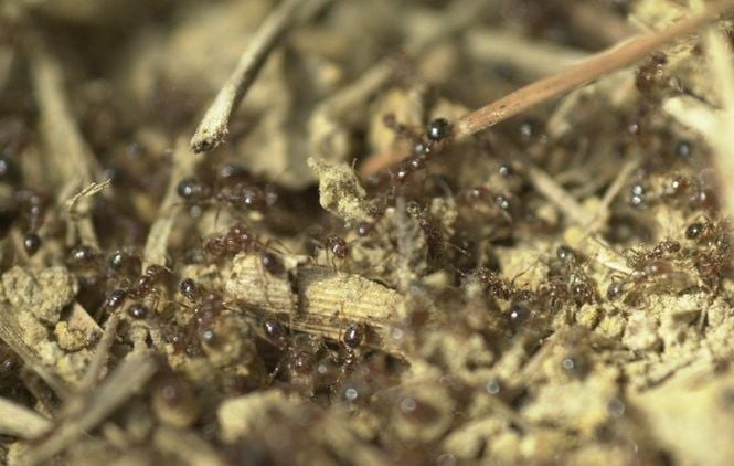 Newcomers' guide to the 5 New Orleans bugs that bug us most | Home ...