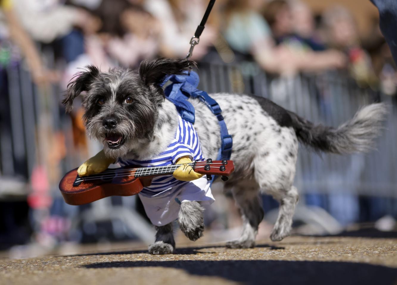 Photos: Mardi Paws howls to 'Bark 'n' Roll' during 30th parade in ...