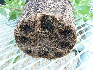 How do you know when to repot plants? Dan Gill explains | Home/Garden ...