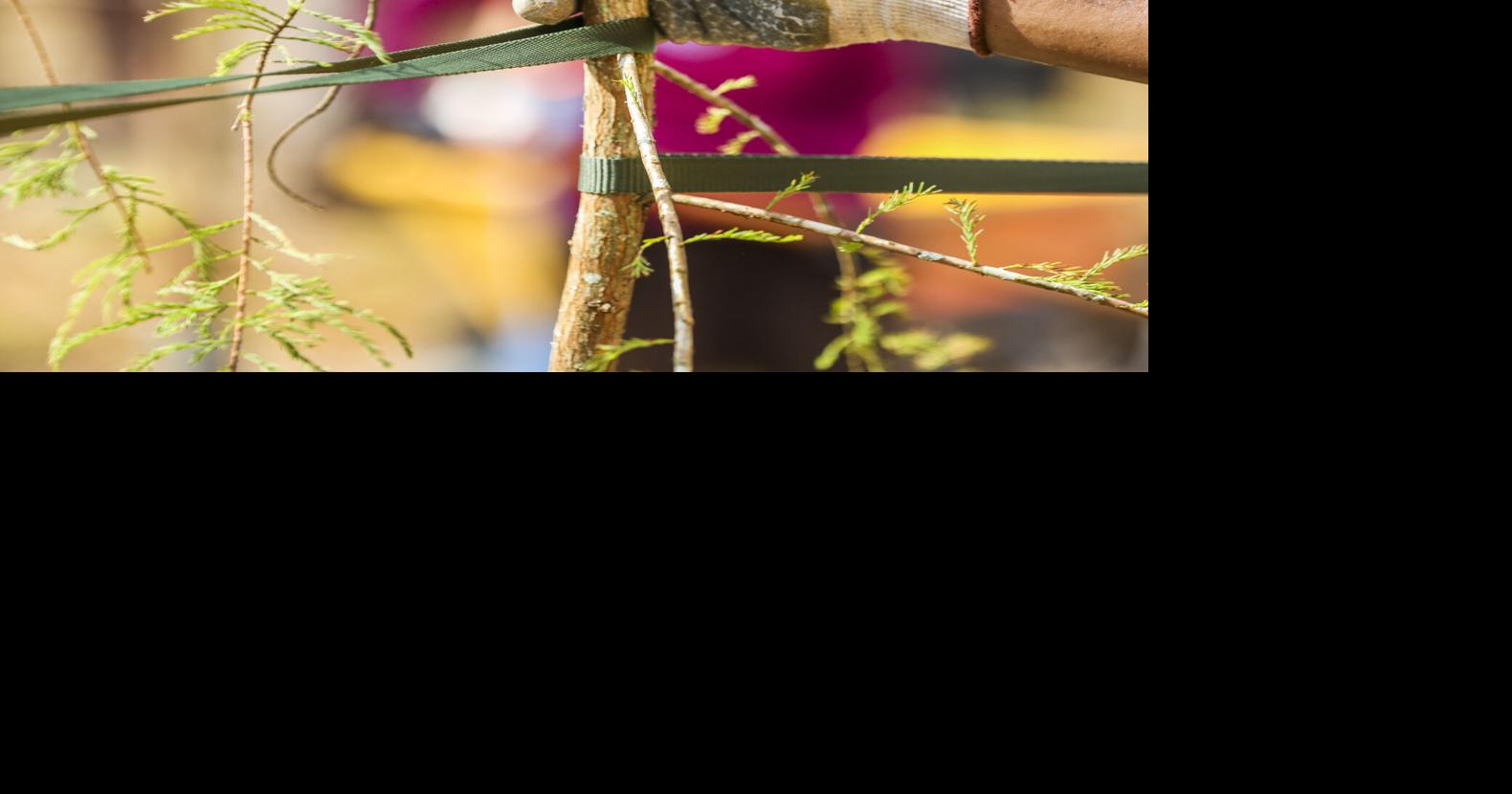 Here's what to consider before choosing a landscape tree | Home/Garden ...