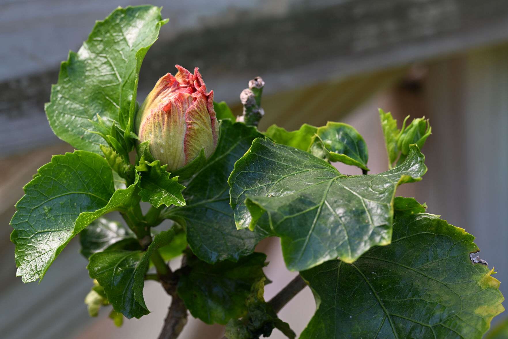 New Orleans hibiscus grower began small. Now her hybrid flowers win ...