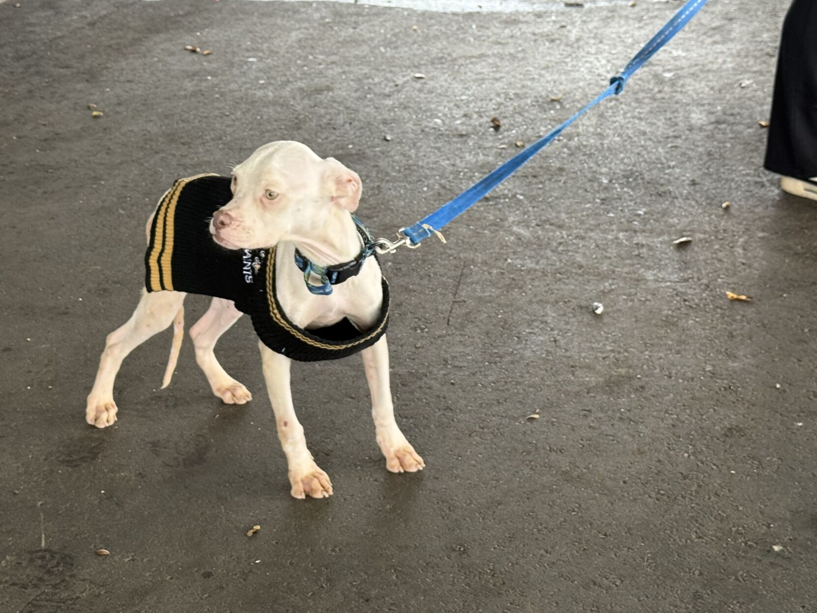 Letters: Animal neglect, abuse needs to be spotlighted | Letters | nola.com