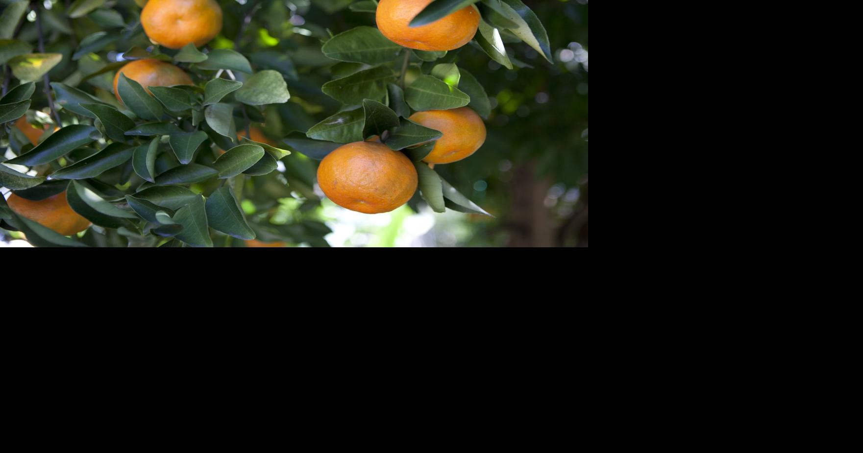 Digging In: When to cover citrus trees ahead of a freeze | Home/Garden ...