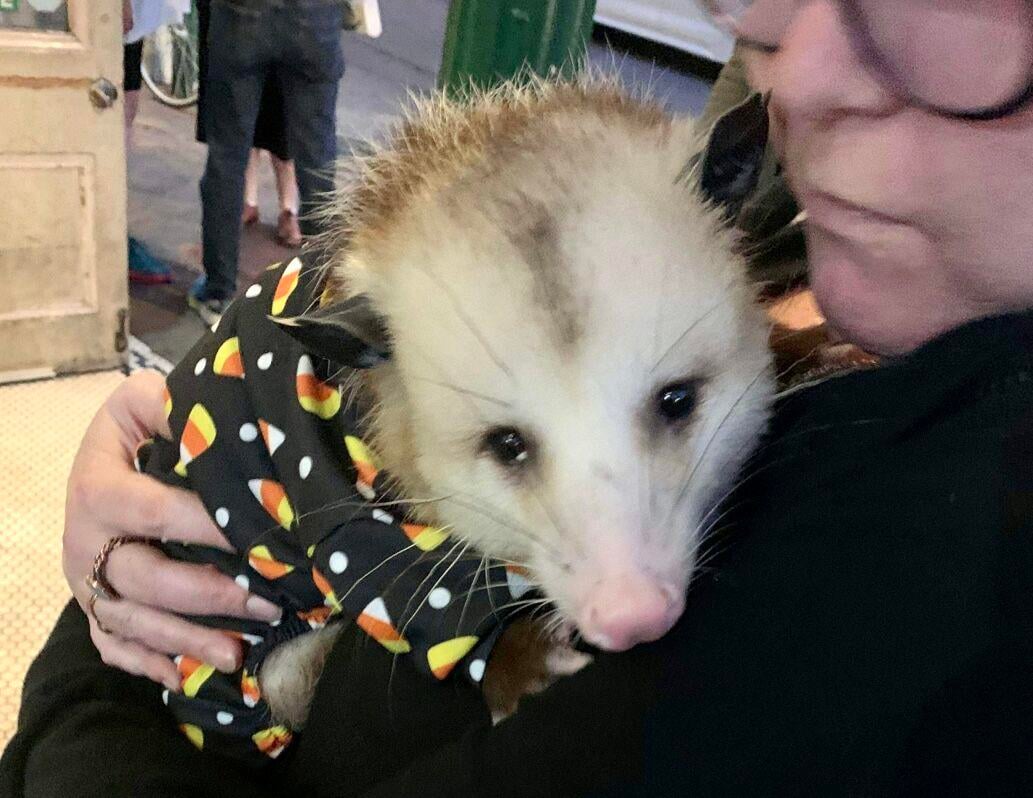 New Orleans artist wants his pet opossum back from LA cops | Mardi Gras | nola.com