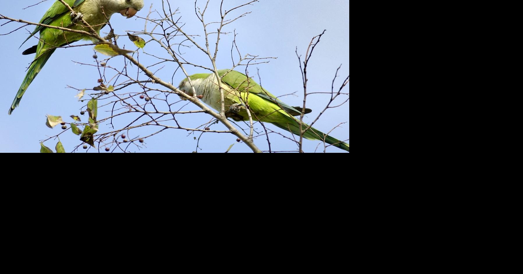 Terrytown man accused of shooting green parrot out of sky, said he ...