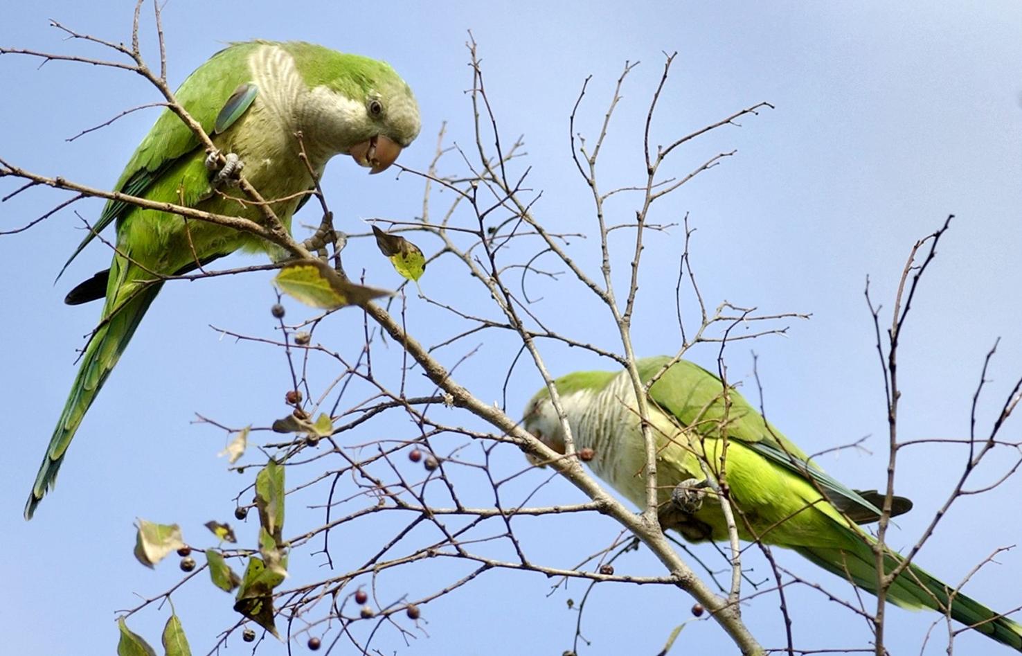 Are green Quaker parrots native to New Orleans? | Entertainment/Life ...