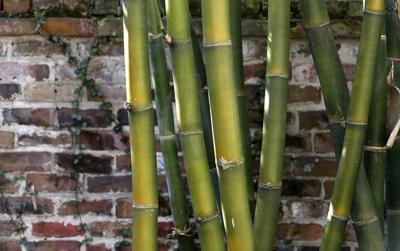 Will freeze-damaged bamboo recover? | Home/Garden | nola.com