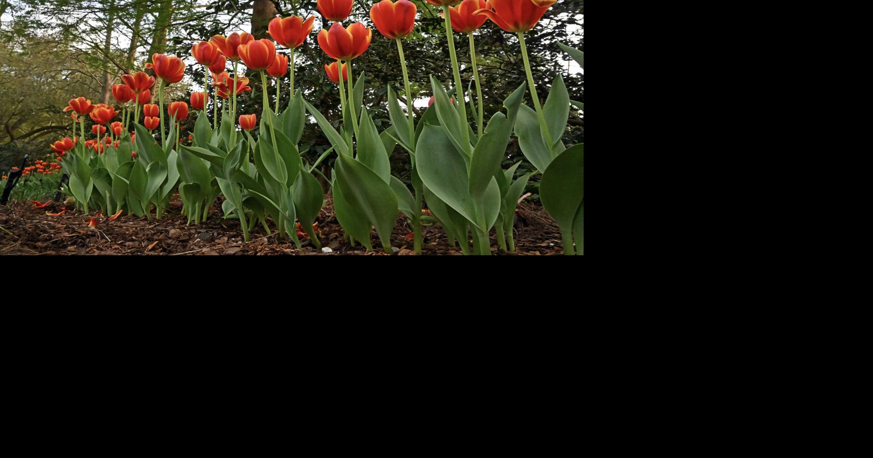 It's tulip time. Dan Gill explains how to plant them. | Home/Garden ...