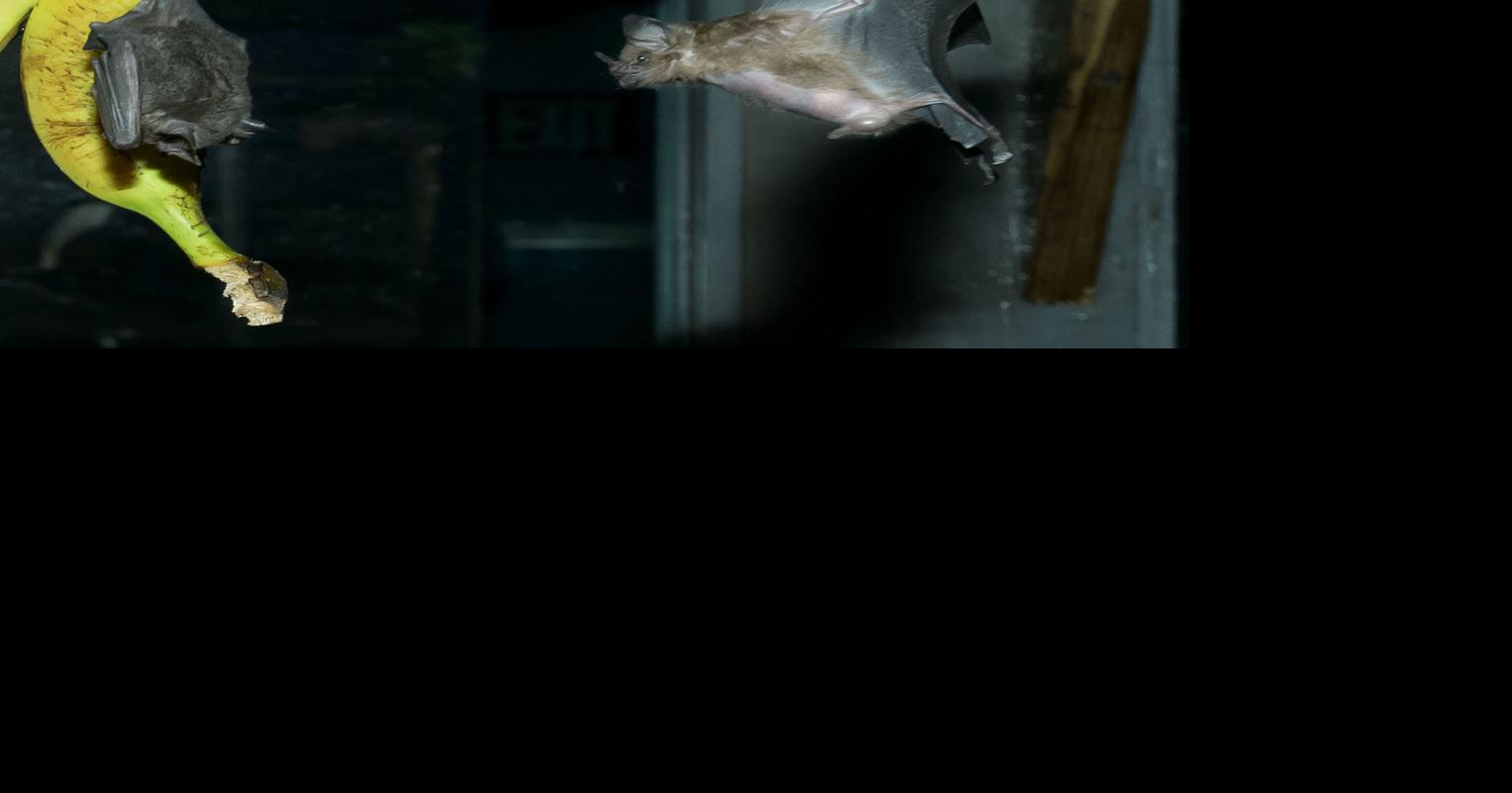 Photos: Audubon Zoo expands its exhibits including creatures of the ...