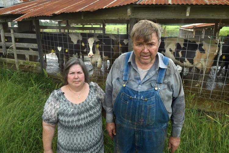 Once cash cow, Louisiana dairy farming becoming vanishing business, but ...