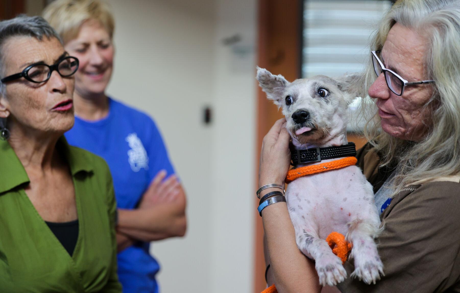 Scrim, legendary escaped NOLA dog, in first day of captivity ...
