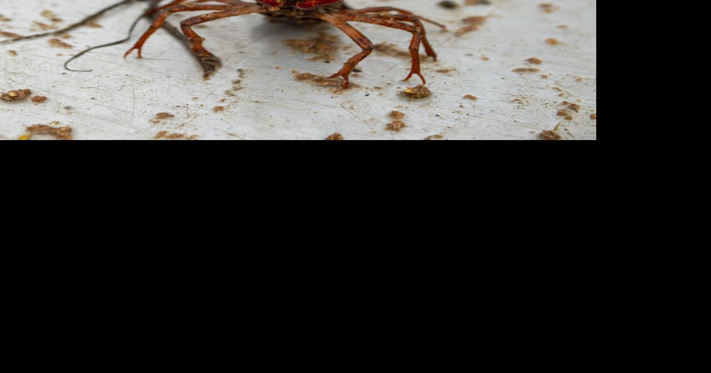 Crawfish become braver, take risks when exposed to antidepressants in ...