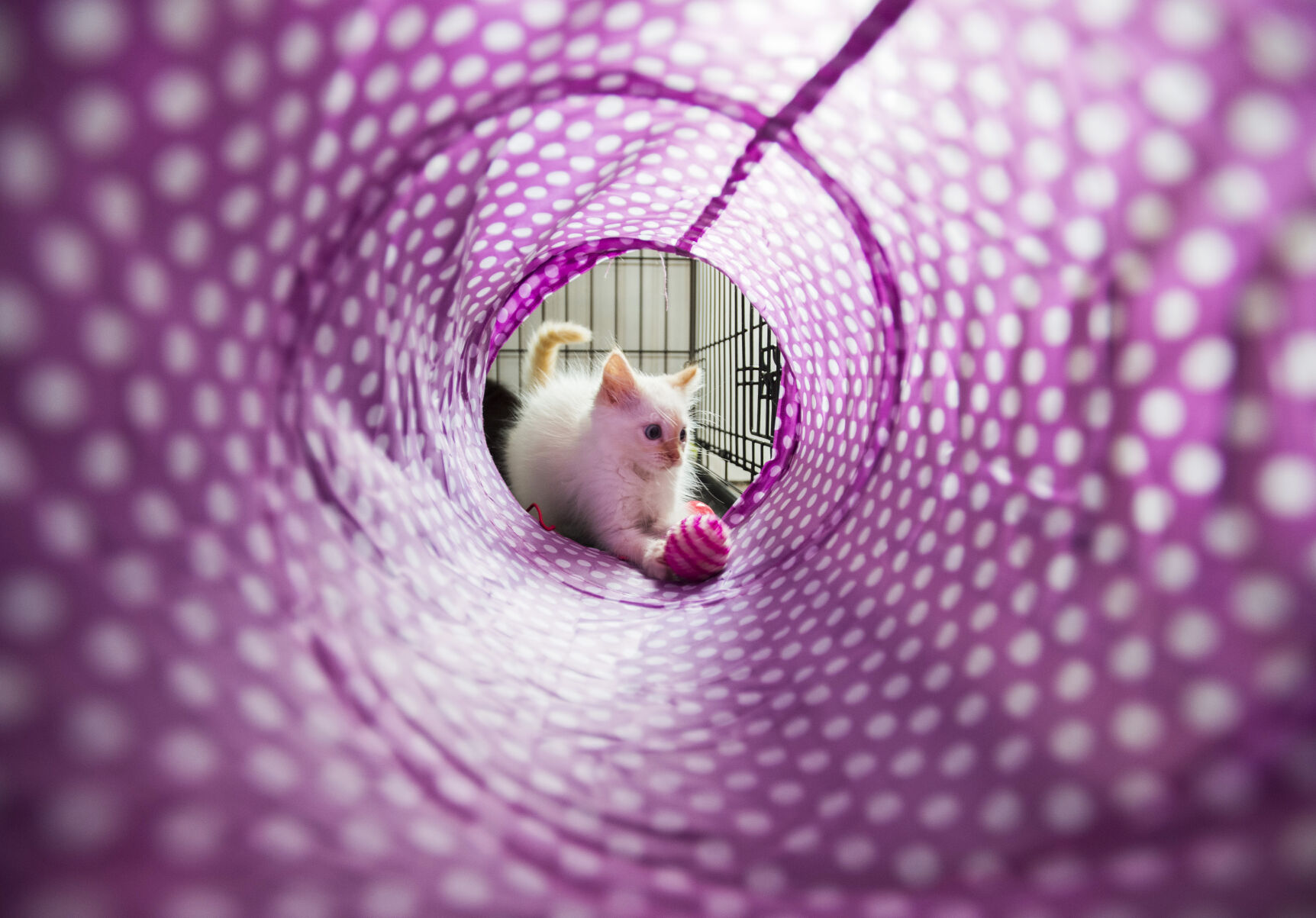 Here's what you need to know to keep your kitty content | Entertainment ...