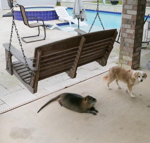 Neuty the Louisiana nutria unbothered by Hurricane Francine ...