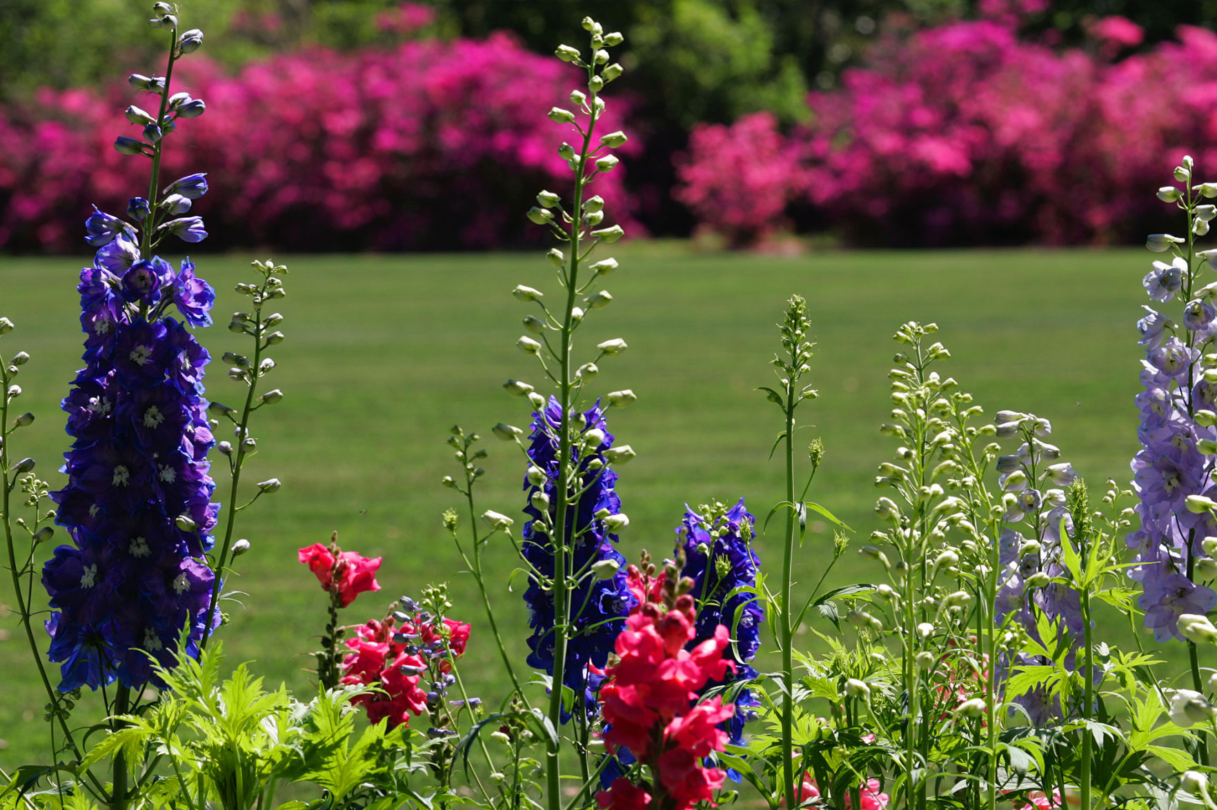 Plan the color scheme before planting cool-season flowers | Home/Garden ...