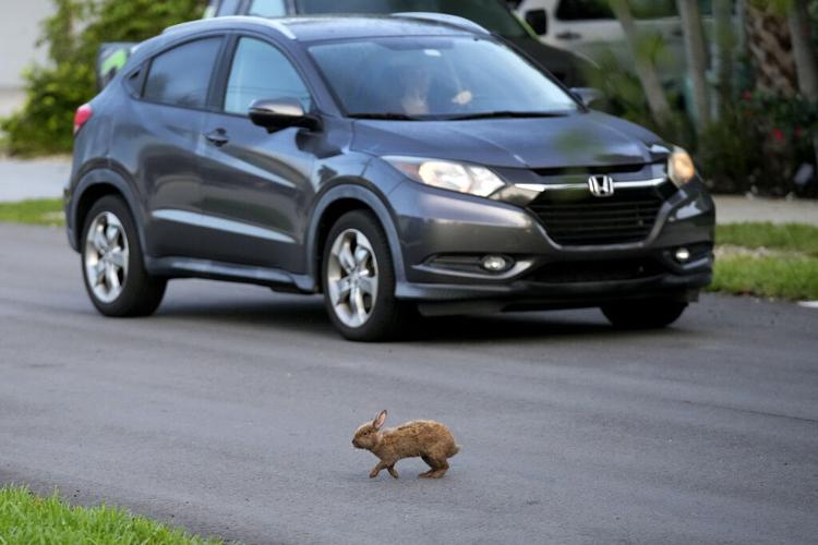 Bunnies taking over Fort Lauderdale suburb | News | nola.com