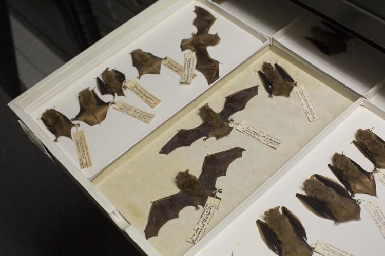 No vampires here, but Louisiana could hold key in bat survival — a ...