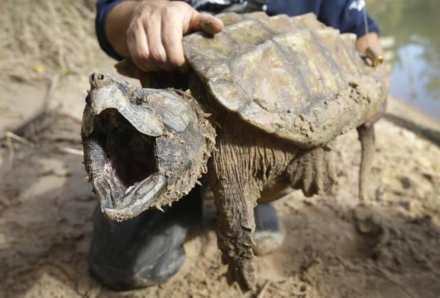 These huge snapping turtles once flourished in Louisiana; now feds ...