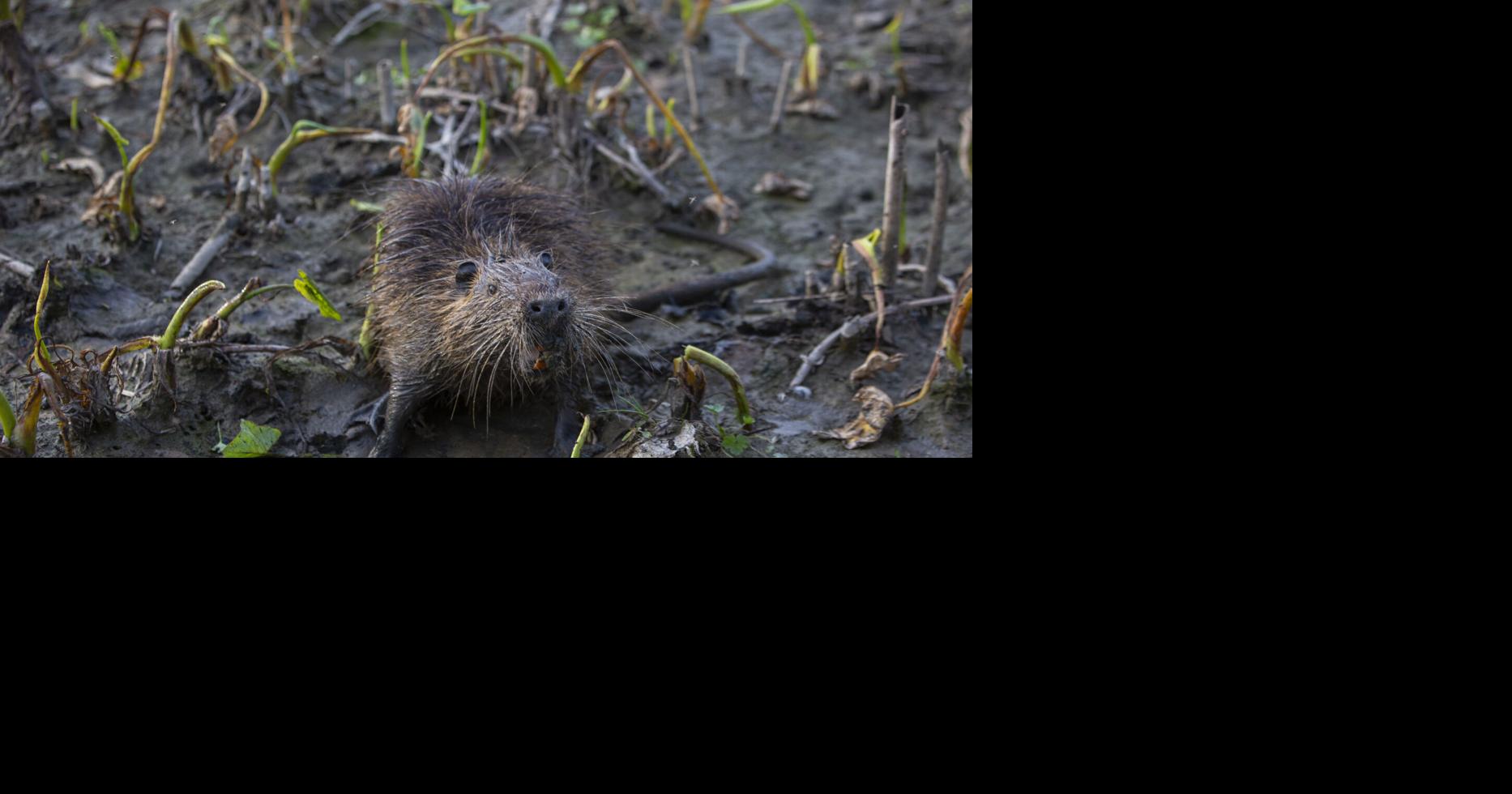 Nutria's trip from financial savior to disputed expense | Local ...