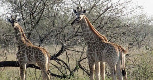 Giraffe dies in freak accident at Atlanta zoo | Archive | nola.com