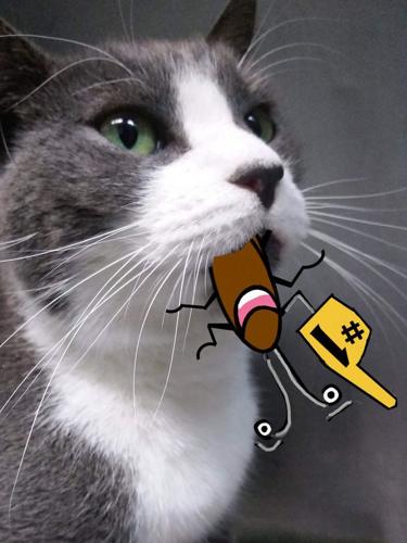 How to properly stomp a cockroach ... or learn to love them | Archive ...