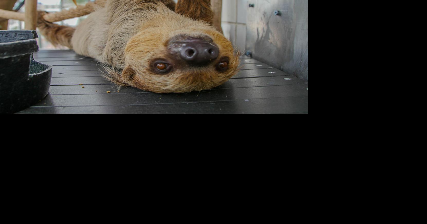 Animal of the Month: Slow and steady sloths join fellow animals at ...