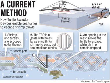 UNO gets $200,000 grant to improve turtle excluder devices ...