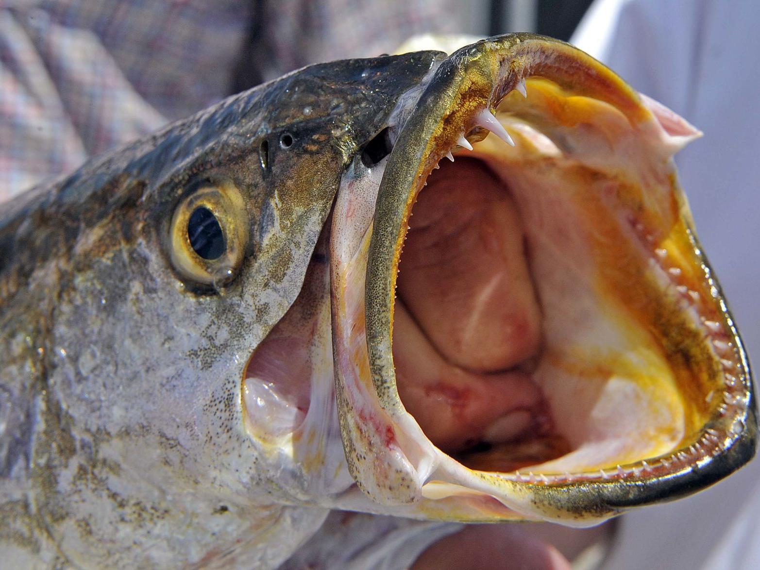 speckled trout teeth
