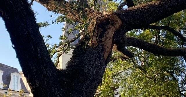 Three New Orleans tree failures in 24 hours spark alarm | News | nola.com