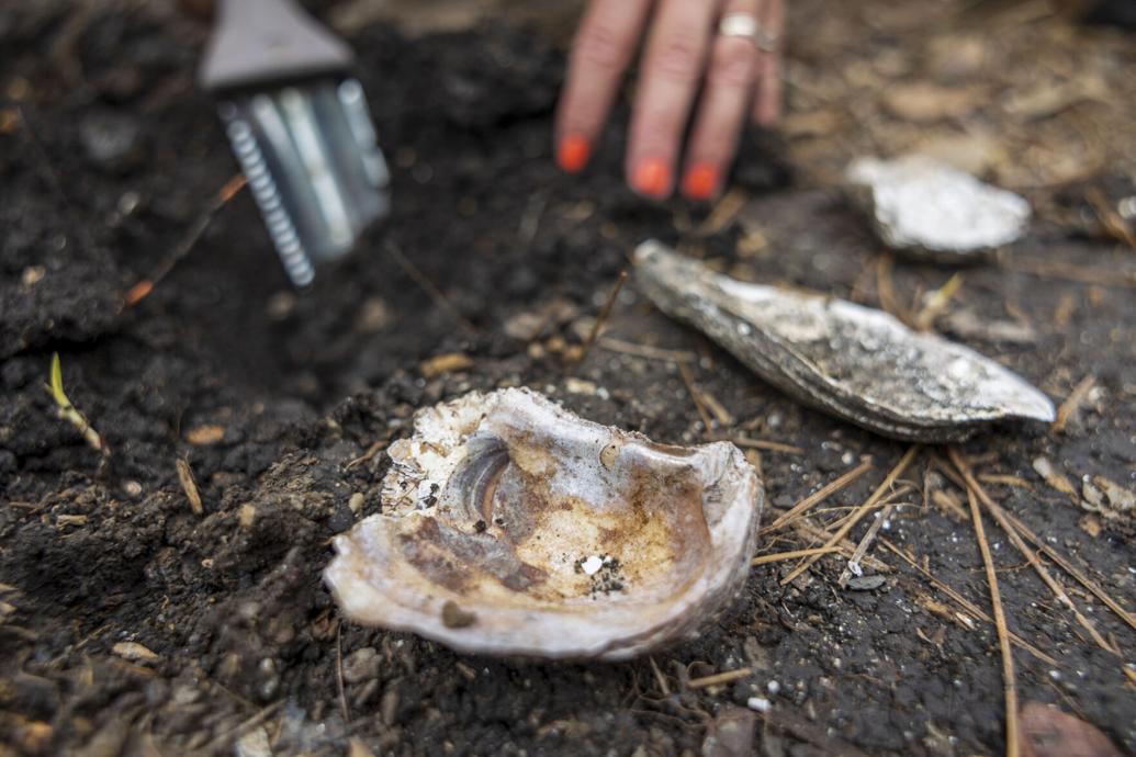 Curious Louisiana: Why is my garden full of oyster shells? | Curious ...