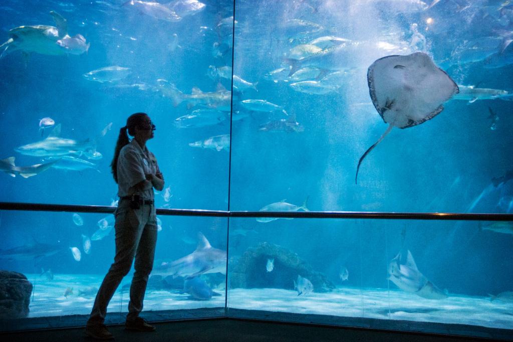audubon aquarium sharks