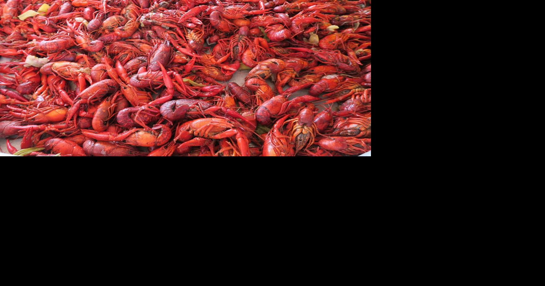 Crawfish concerns: 'White spot' virus hitting Louisiana ponds ...