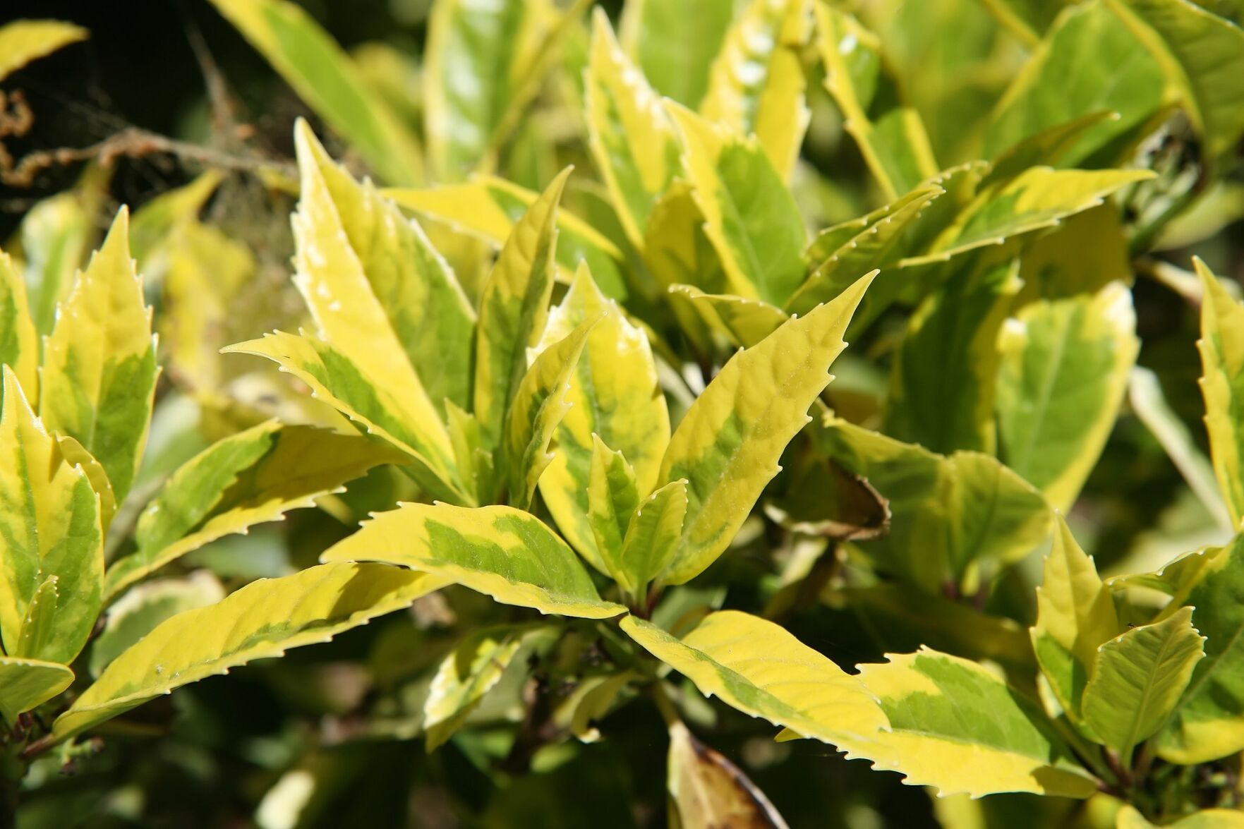Try these two plants in shady beds: Dan Gill's advice | Home/Garden ...
