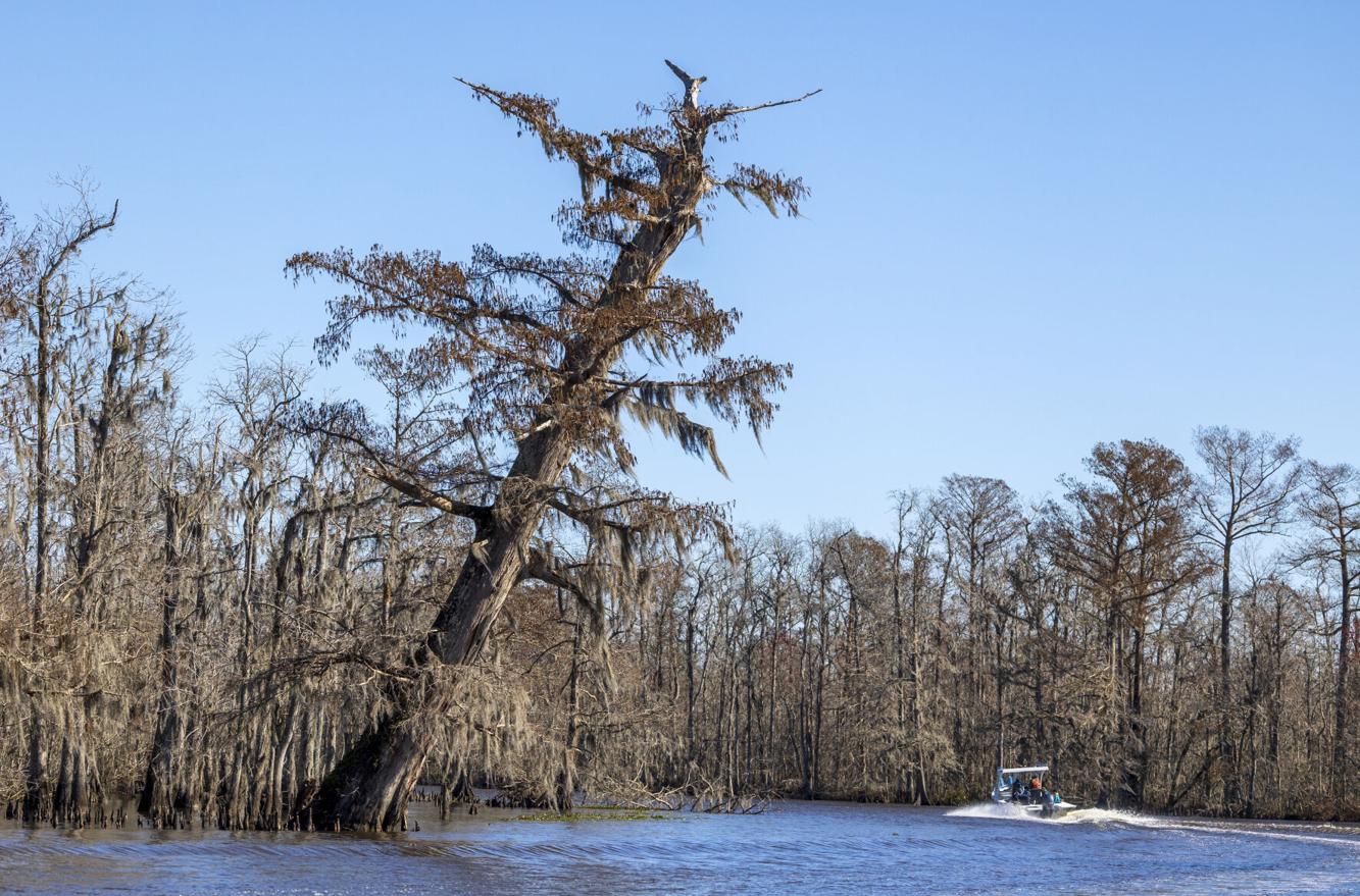 As marshes die, nutria chew into Louisiana's cypress swamps ...