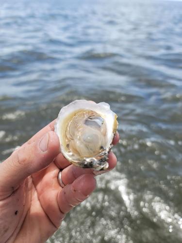 Ian McNulty: A new type of Louisiana oyster is rekindling a bayou ...