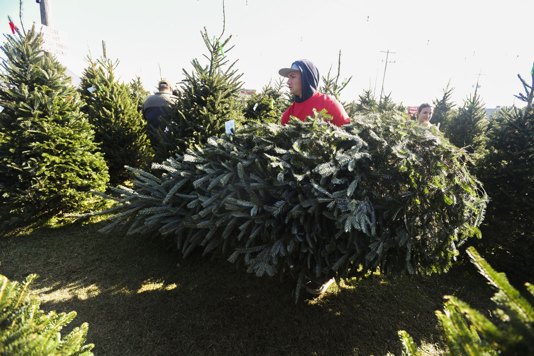 Where to find live Christmas trees in the New Orleans area ...