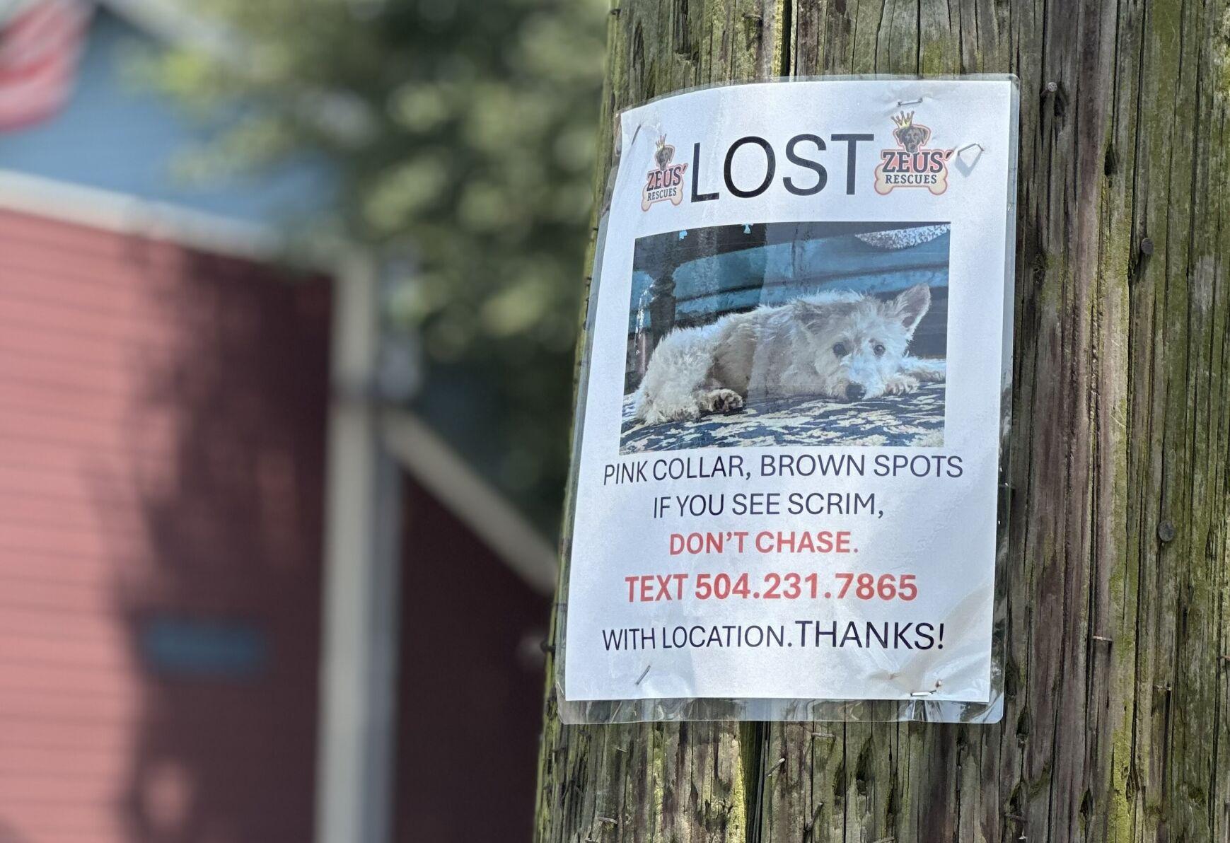 Star runaway dog, Scrim, in danger again on Uptown streets ...