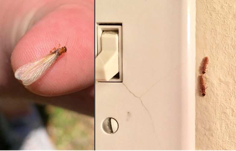 What to do when termites invade your home? This Q&A may help ...