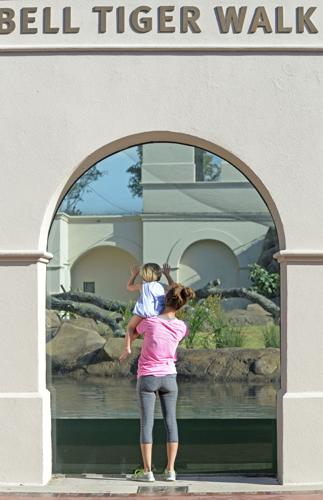 Photos: First look at LSU's newest live tiger mascot, Mike VII ...