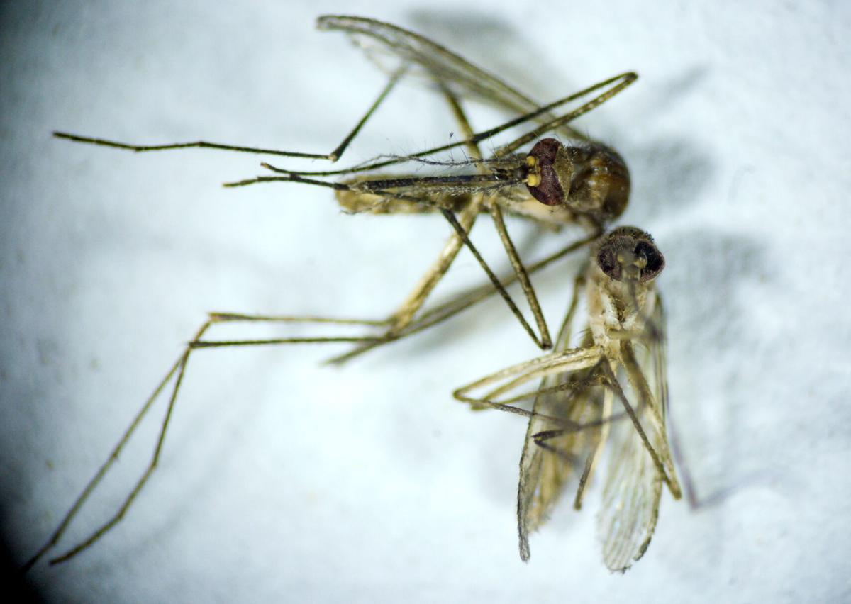 How to stay safe during mosquito season in New Orleans | Entertainment ...