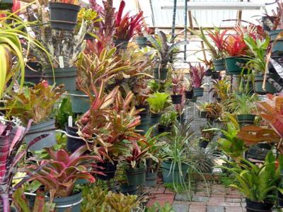 bromeliad plant