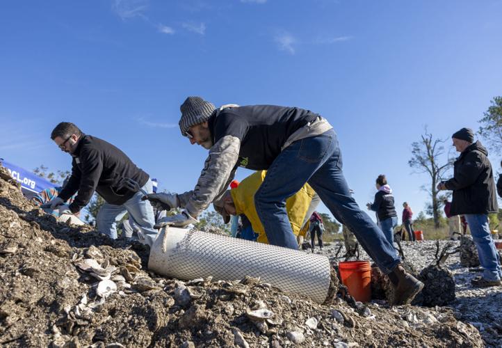 Volunteers use oyster shells to fight Louisiana coastal loss ...