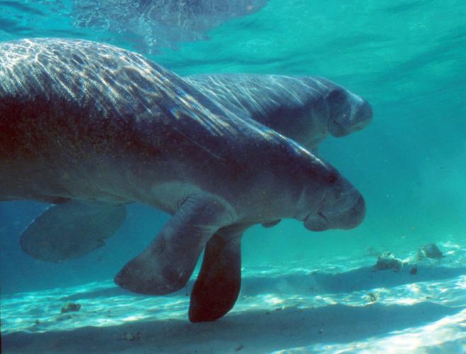 Manatee warning signs popping up across south Louisiana | Environment ... Manatee warning signs popping up across south Louisiana | Environment ...