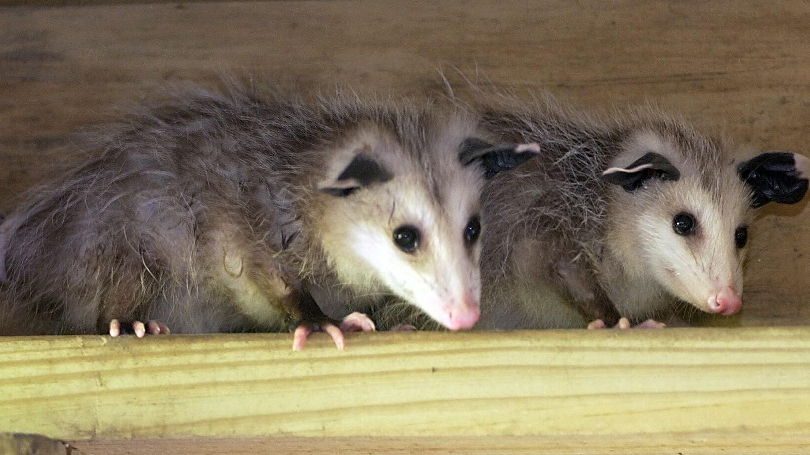 rabid possum