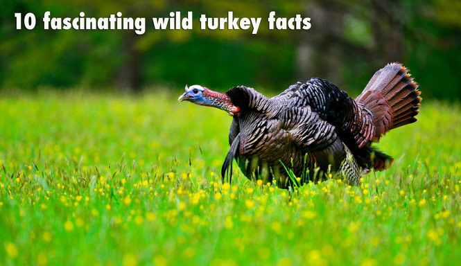 10 fascinating wild turkey facts | Sports | nola.com
