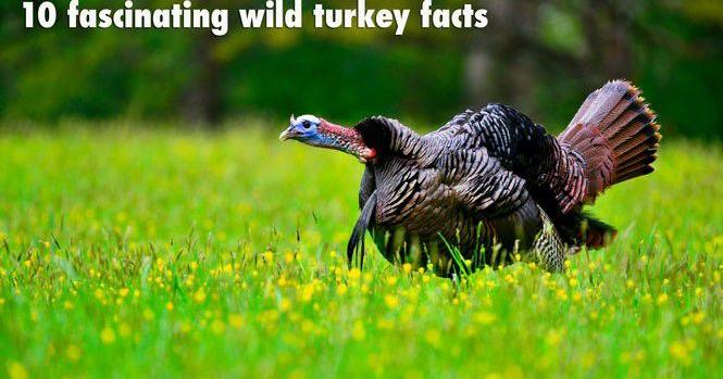 10 fascinating wild turkey facts | Sports | nola.com