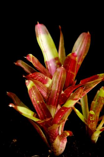 bromeliads repotting