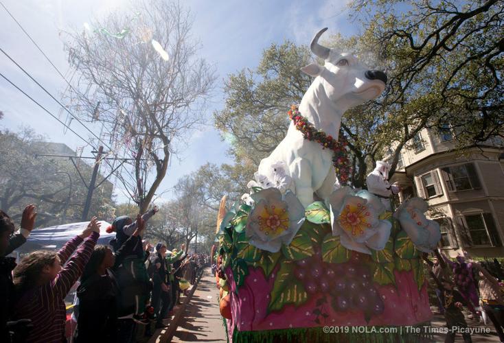 See photos from the 2019 Rex parade | News | nola.com