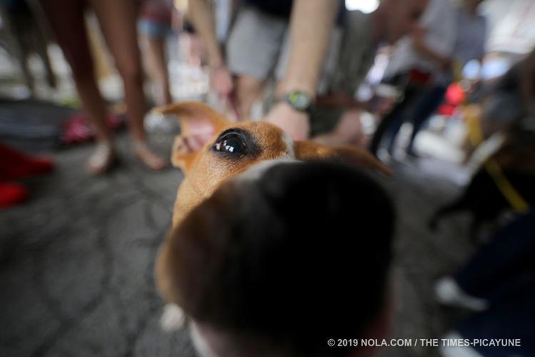 Freret Street Festival 2019: See the photos | Entertainment/Life | nola.com